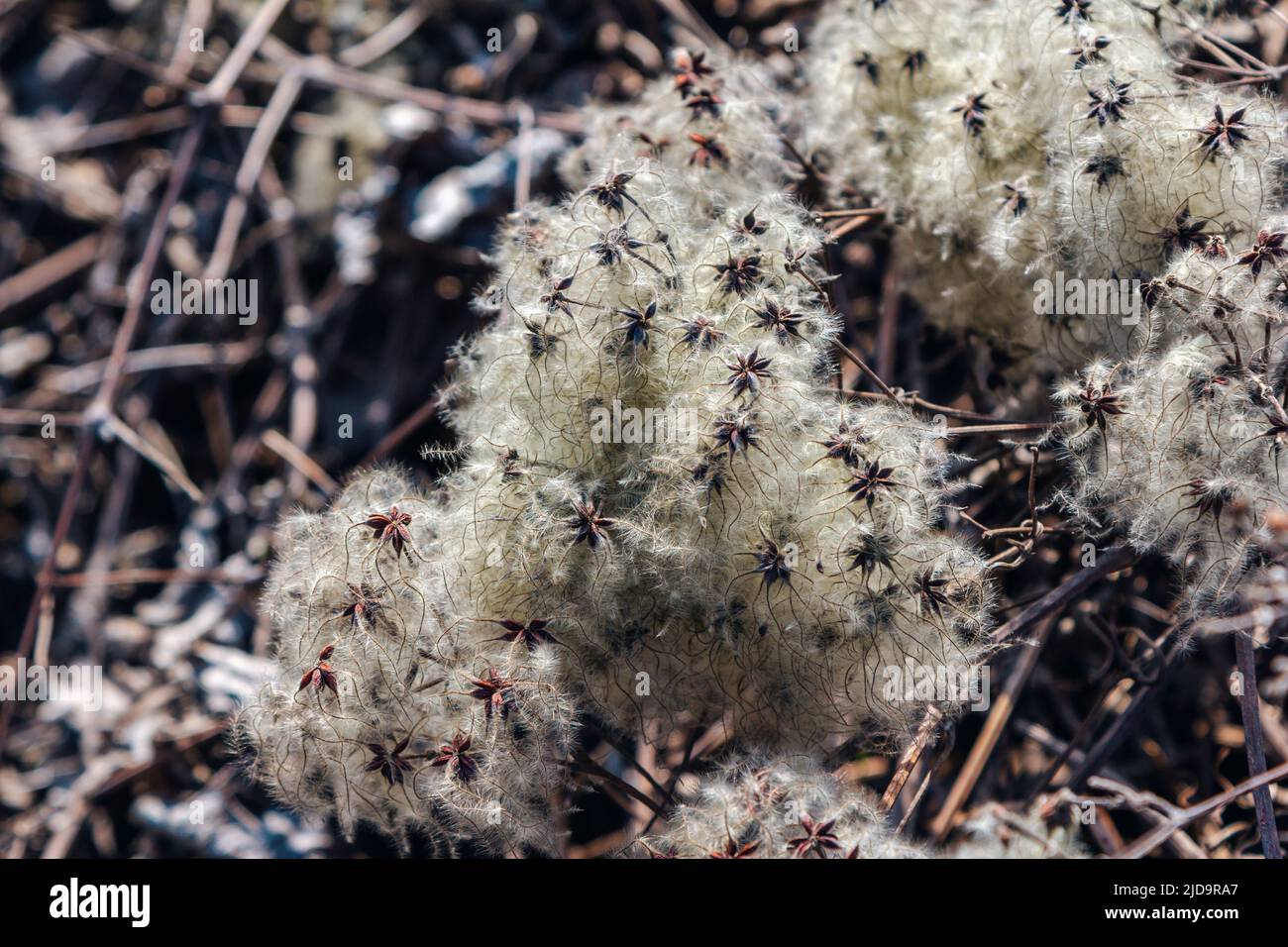 Wild clematis vitalba (traveller's joy) dry silky fluffy seed heads ...