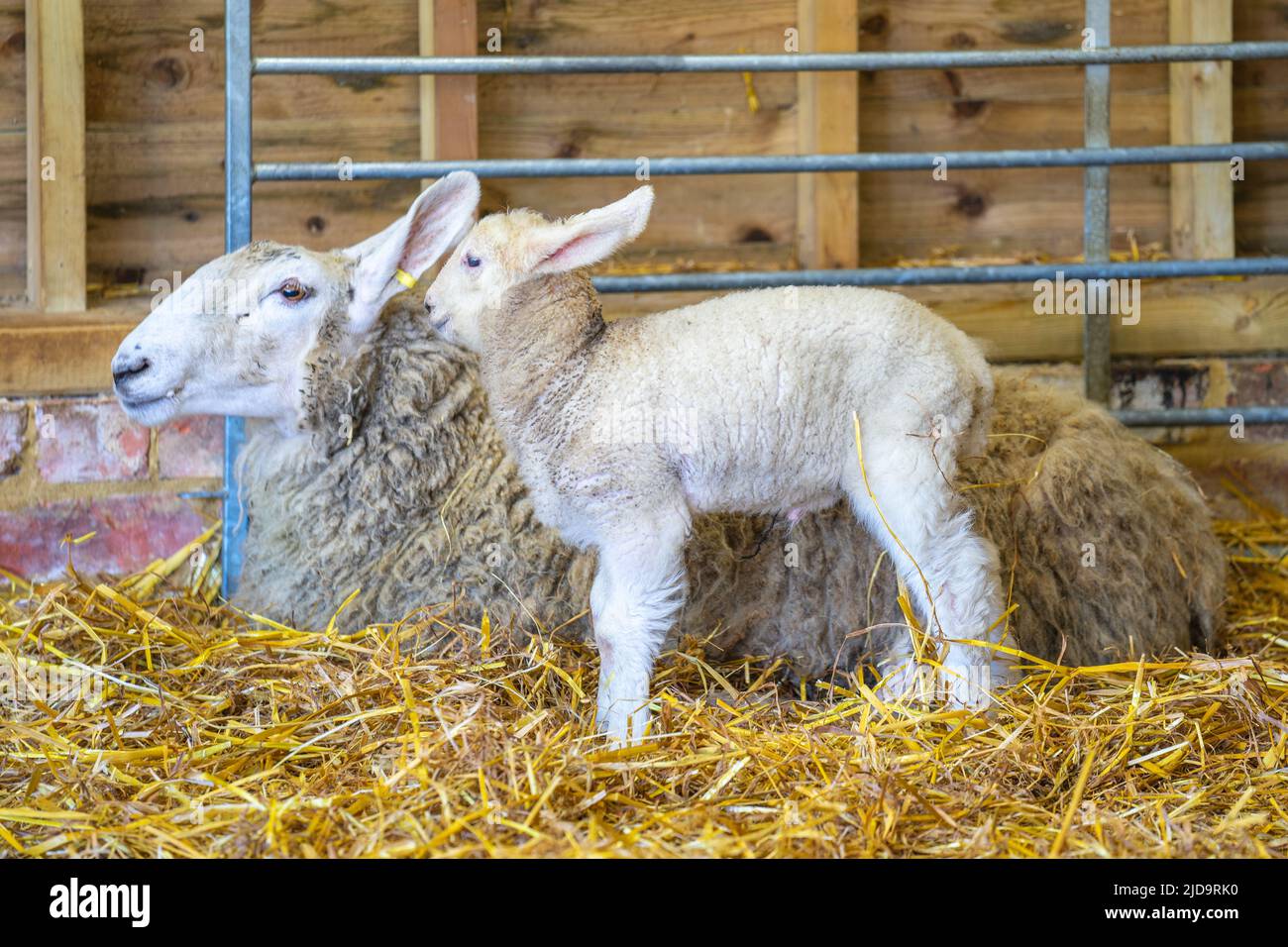 Lamb with his mum sheep lying on straw Stock Photo - Alamy