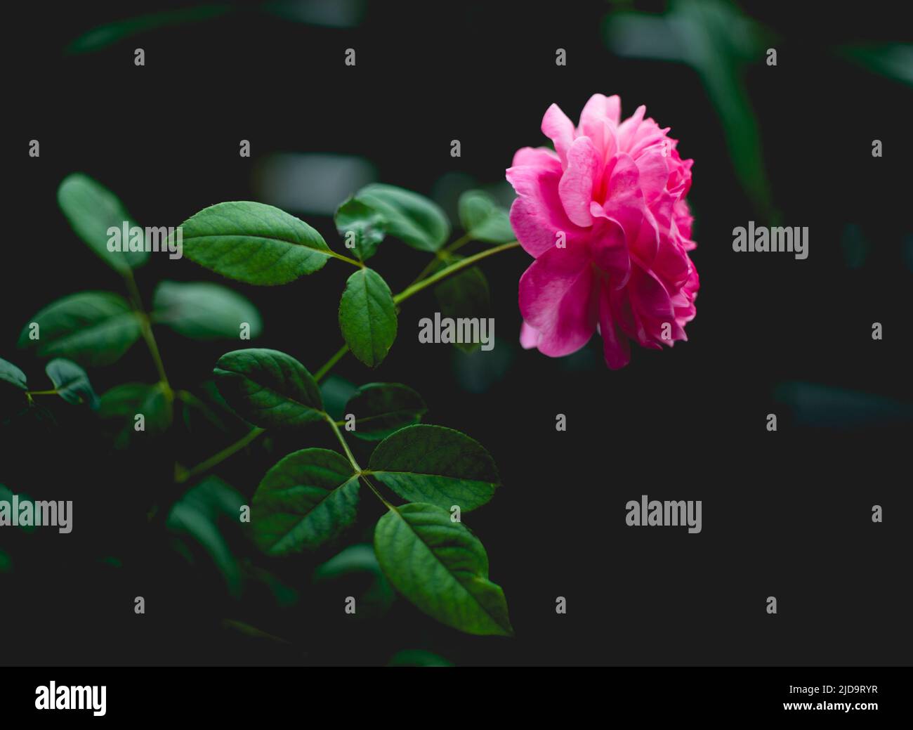 Wallpaper roses hi-res stock photography and images - Alamy