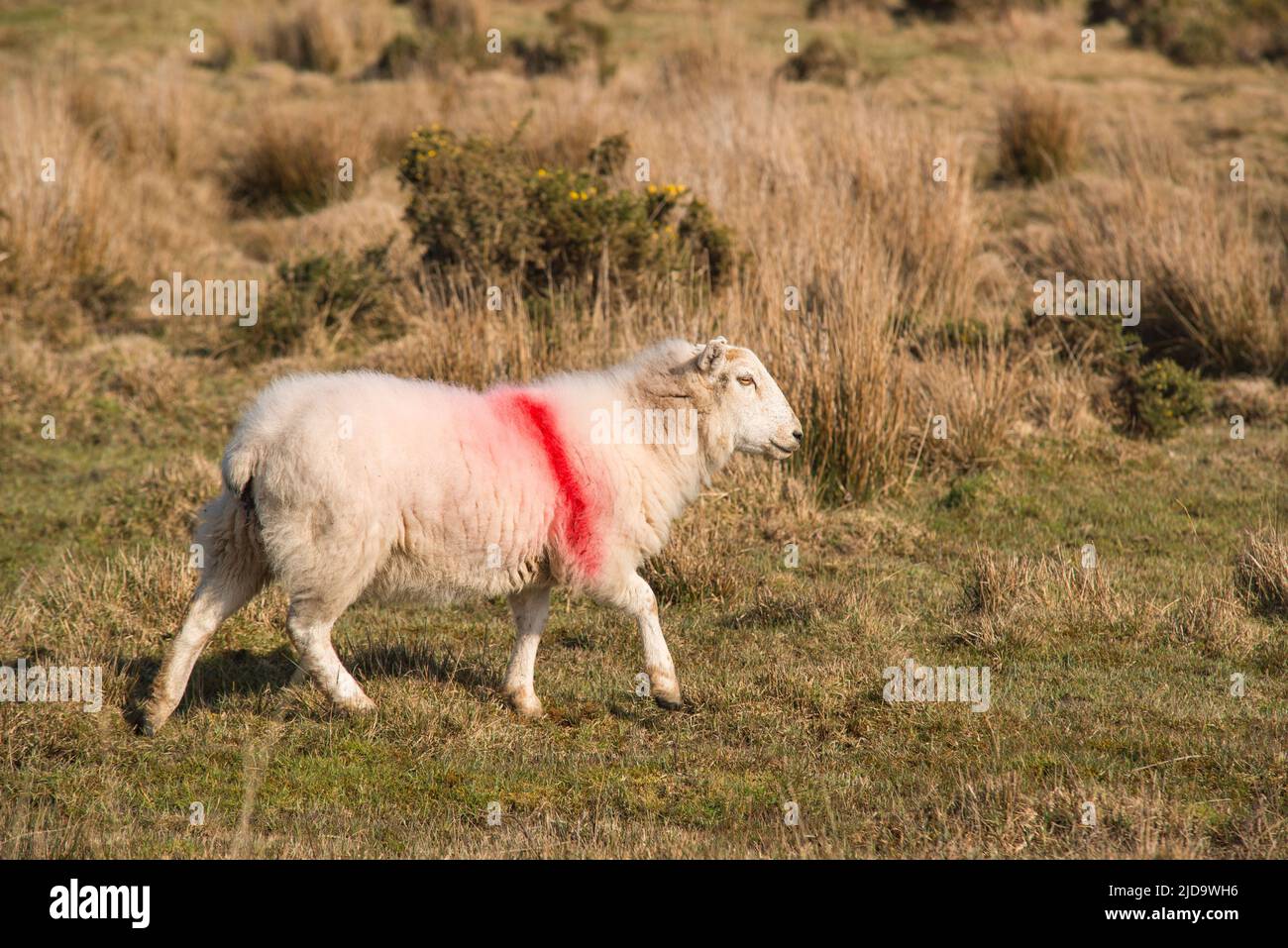 Sheep marked with red dye grazing rough pasture on Gower common Stock ...