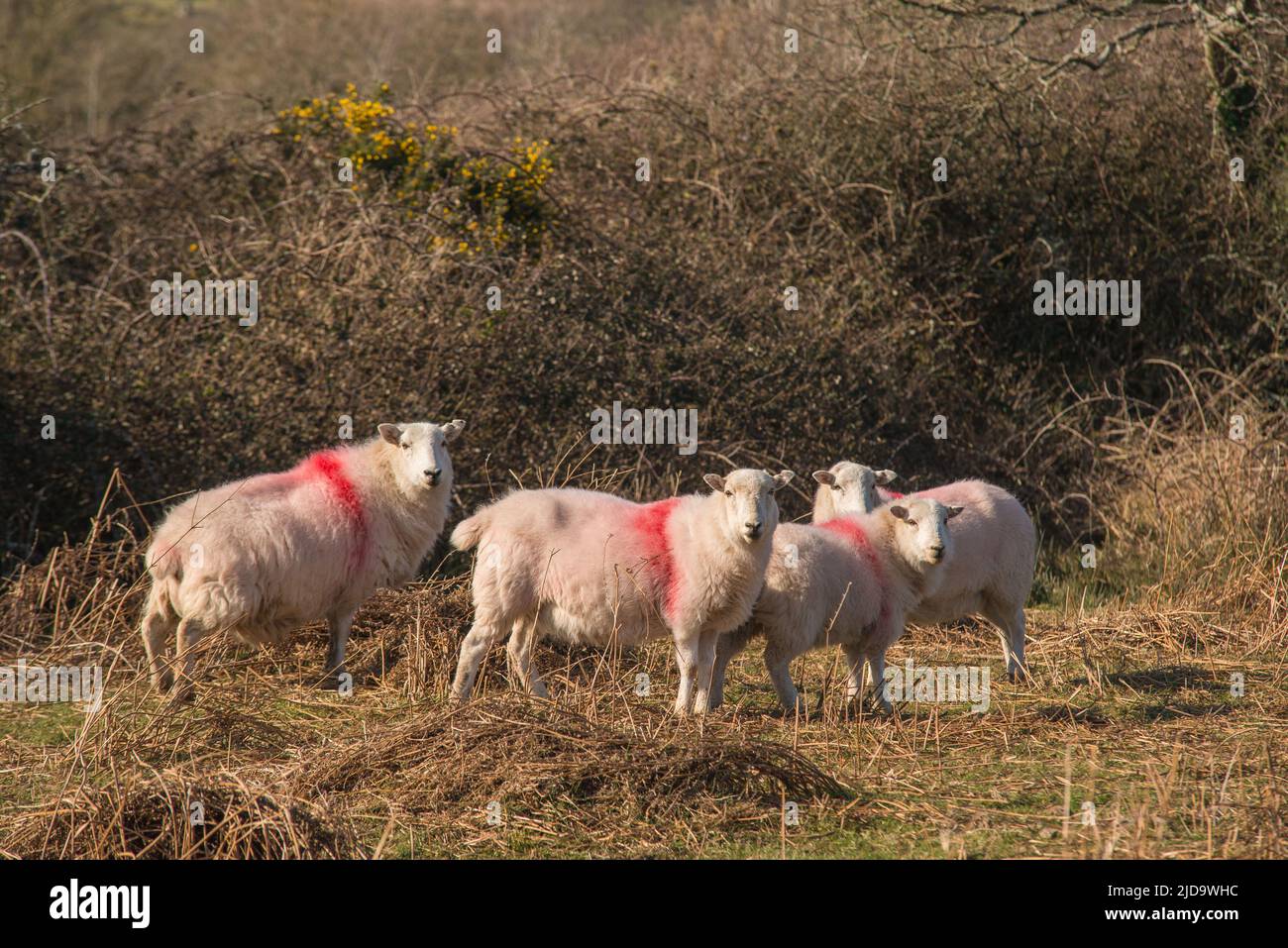 Sheep marked with red dye grazing rough pasture on Gower common Stock ...