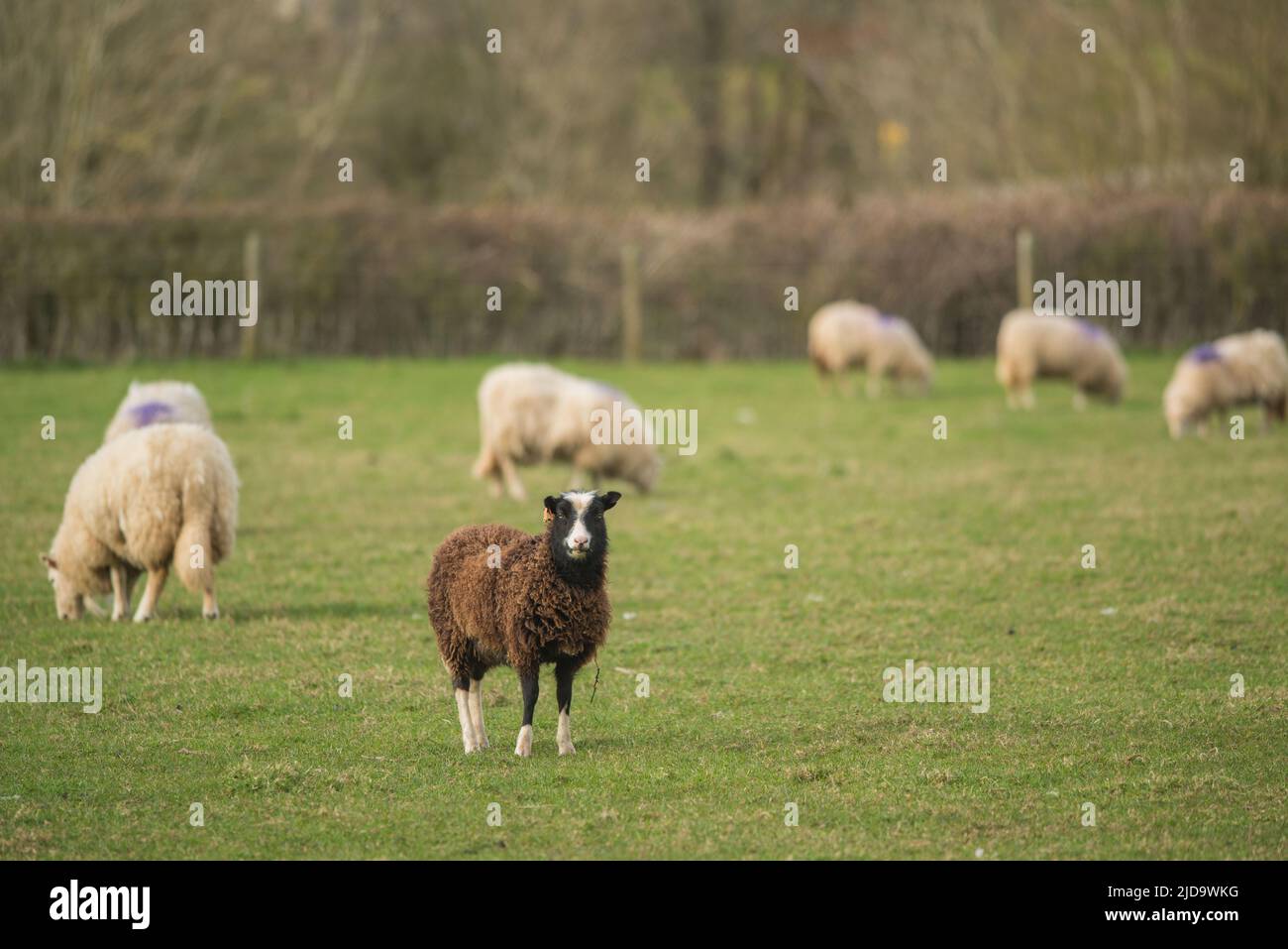 Sheep in field, Gower, Wales, UK Stock Photo - Alamy