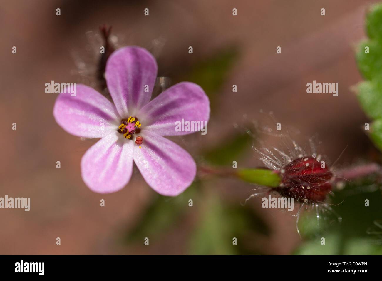 Head plant hi-res stock photography and images - Alamy