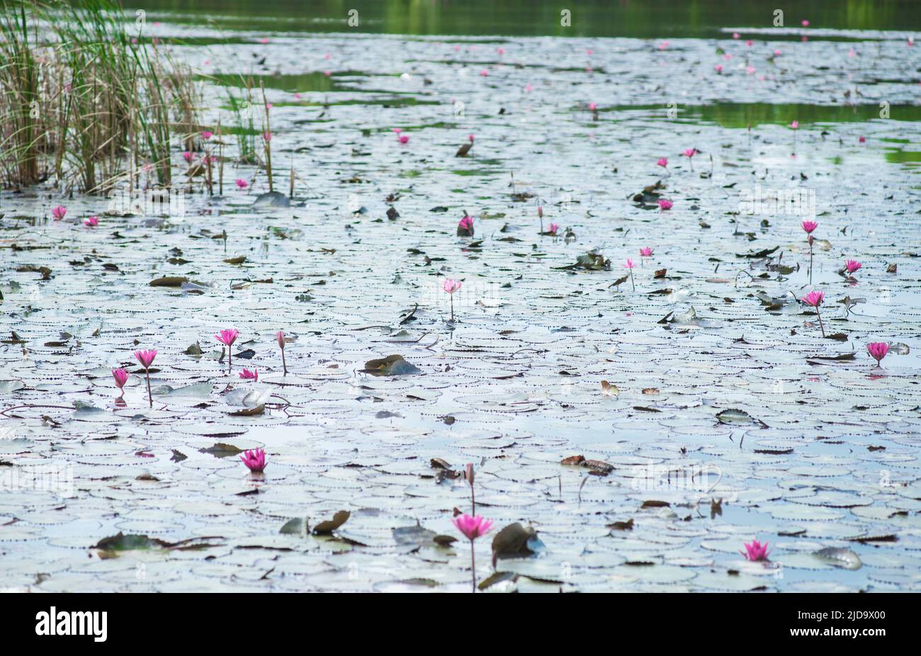 The lotus blooms in the morning in the swamp Stock Photo - Alamy