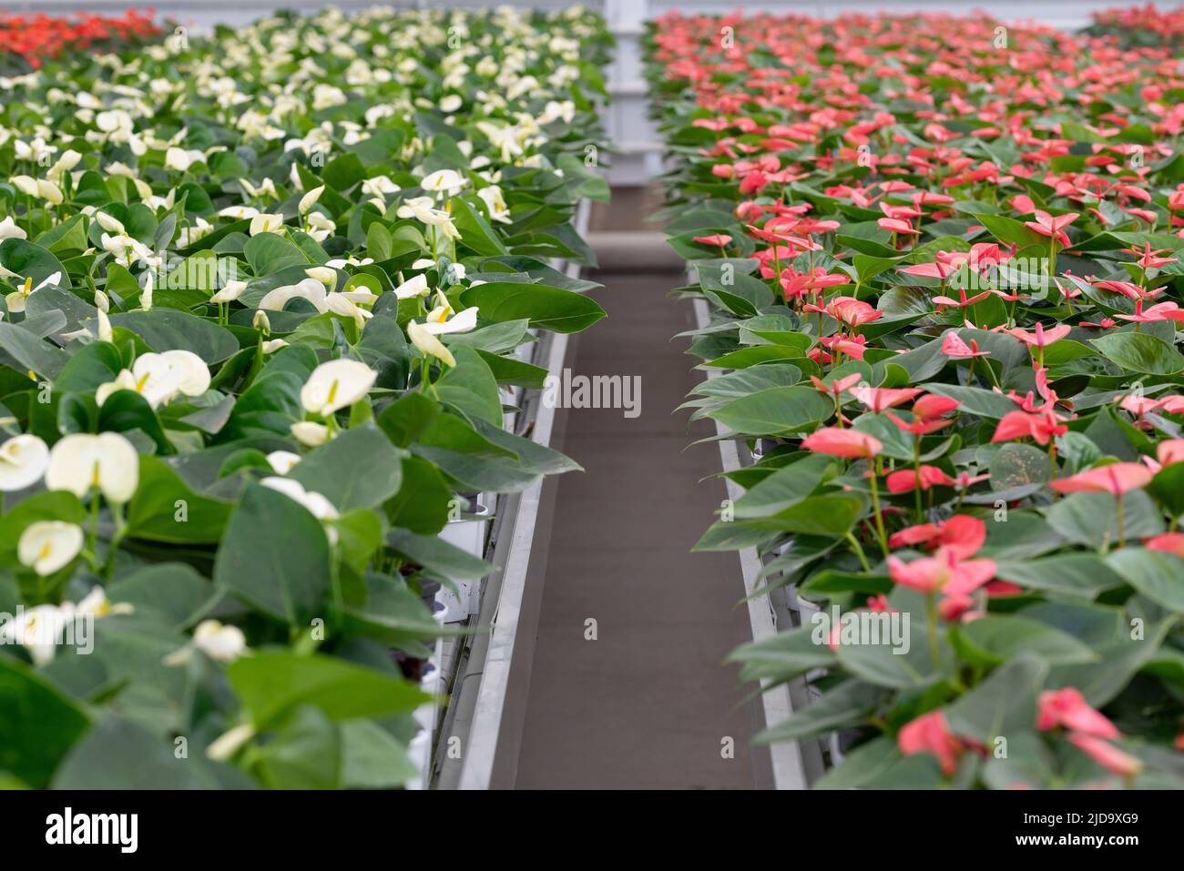 Anthurium agriculture hi-res stock photography and images - Alamy