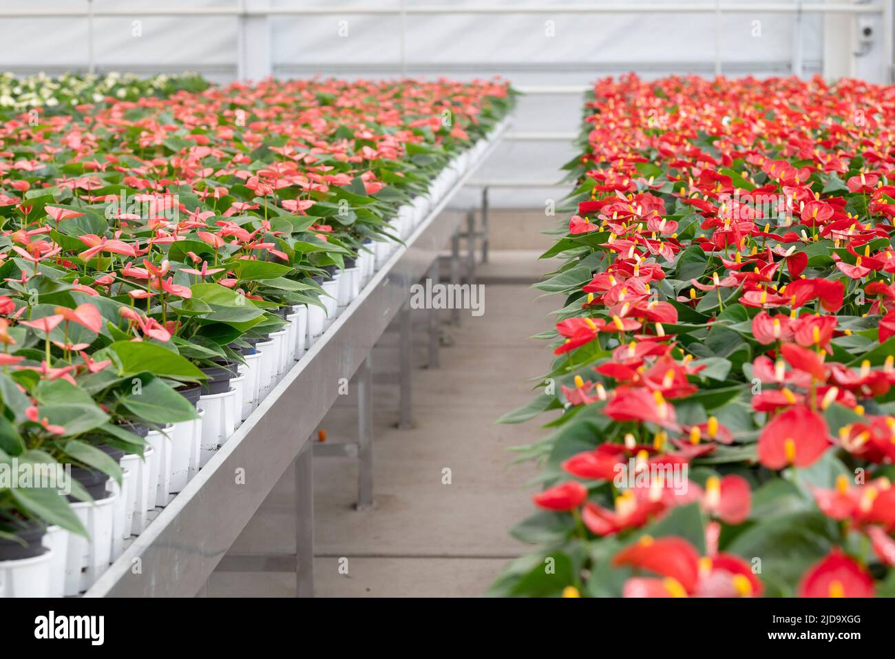 Rows of blooming anthurium plants in a greenhouse Stock Photo - Alamy