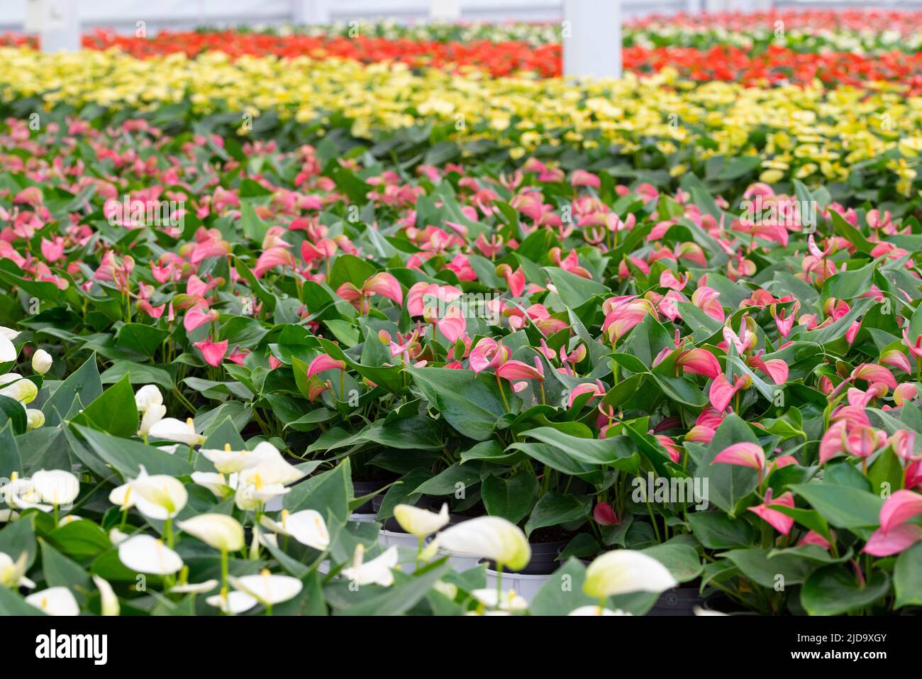 Anthurium plants hi-res stock photography and images - Alamy