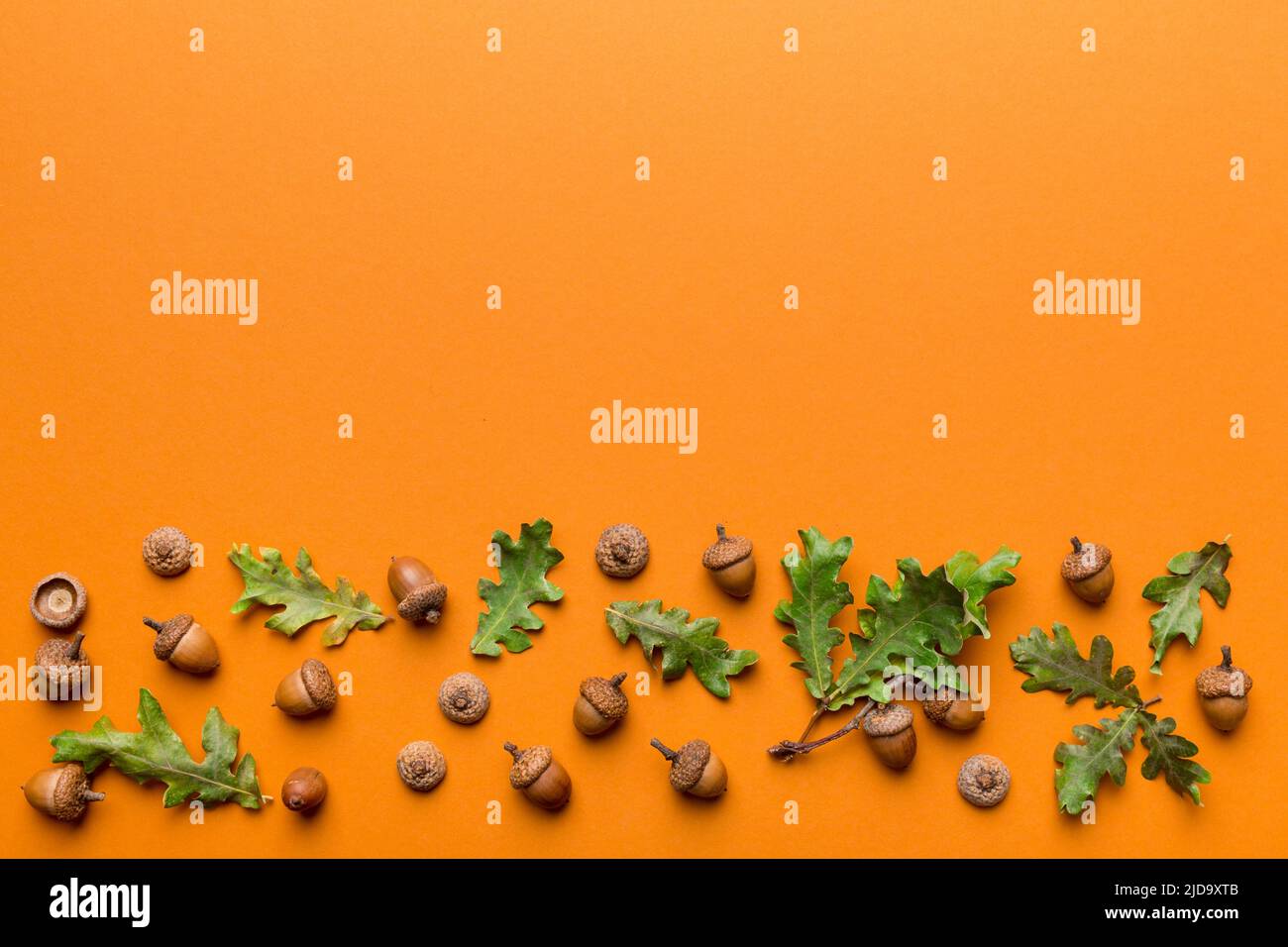Branch with green oak tree leaves and acorns on colored background, close up top view Stock ...