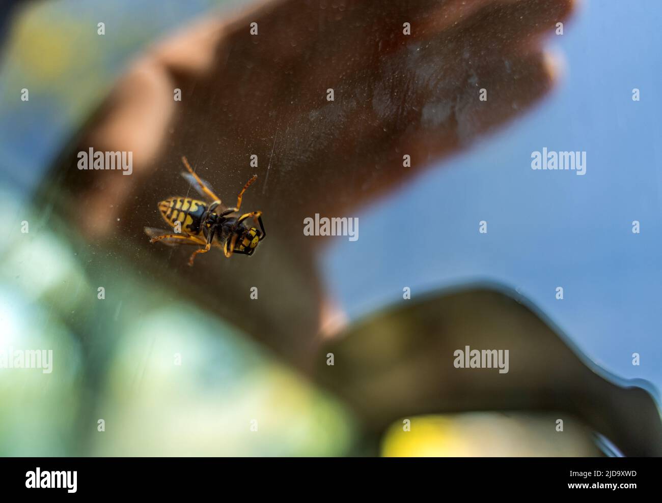 European common wasp German wasp or German yellow jacket isolated on ...