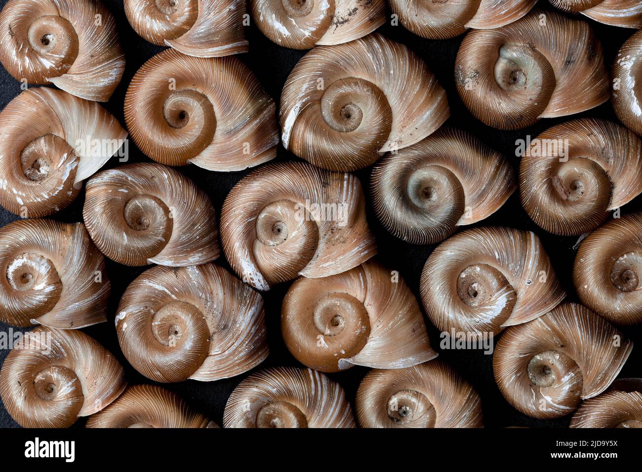 Shells of the ram's horn freshwater snail (family Planorbidae Stock ...