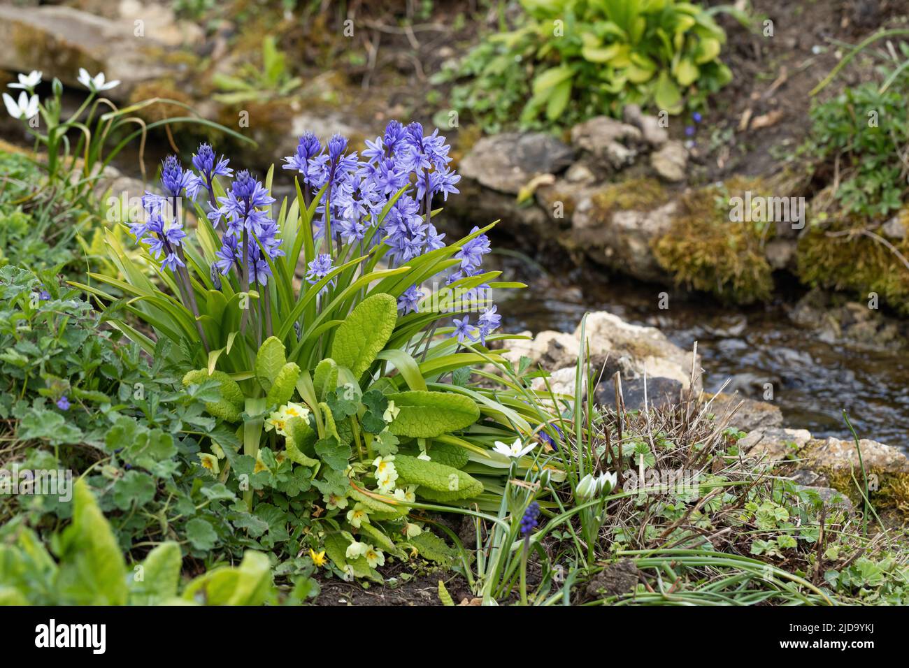 10 Examples Of Non Flowering Plants