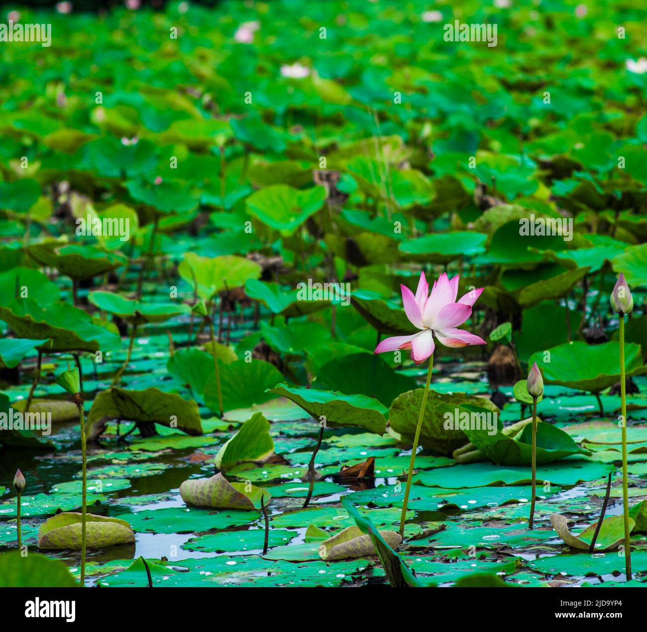 The lotus blooms in the morning in the swamp Stock Photo - Alamy