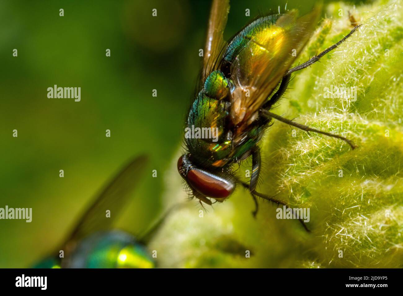 Green fly hi-res stock photography and images - Alamy