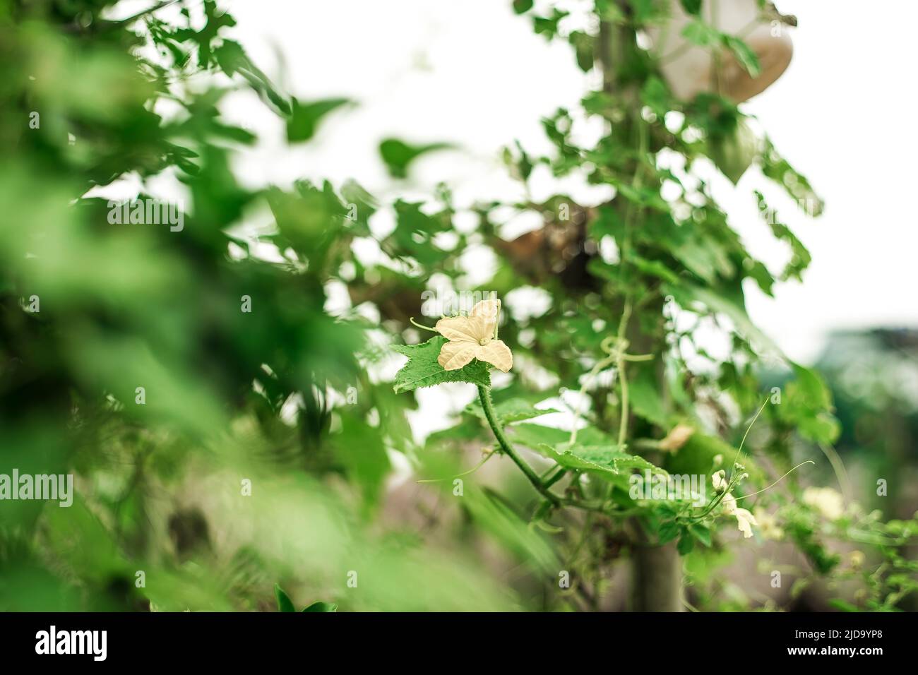 Insects fly everywhere in the tropical jungle of south vietnam Stock ...