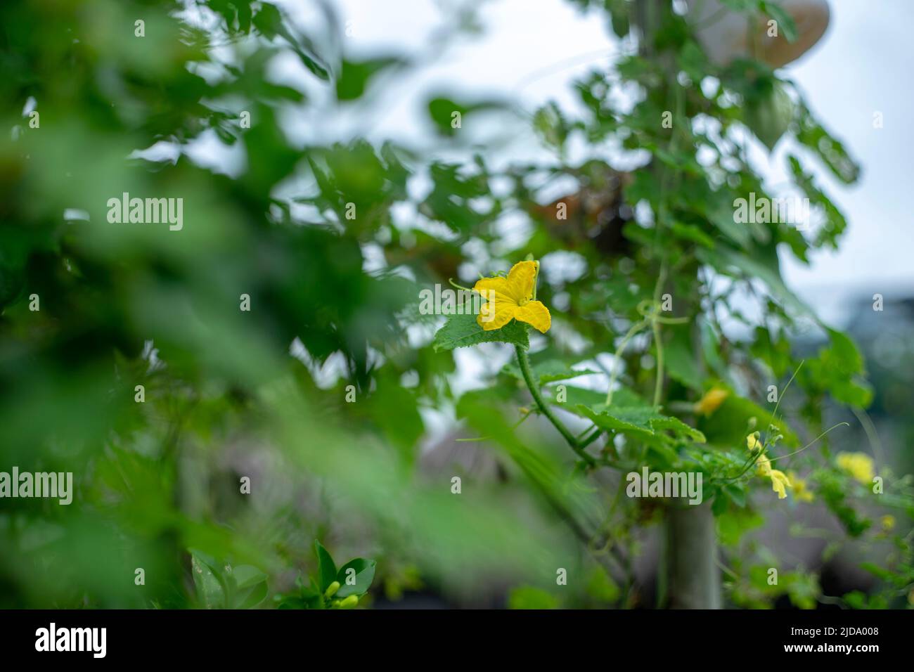Insects fly everywhere in the tropical jungle of south vietnam Stock ...