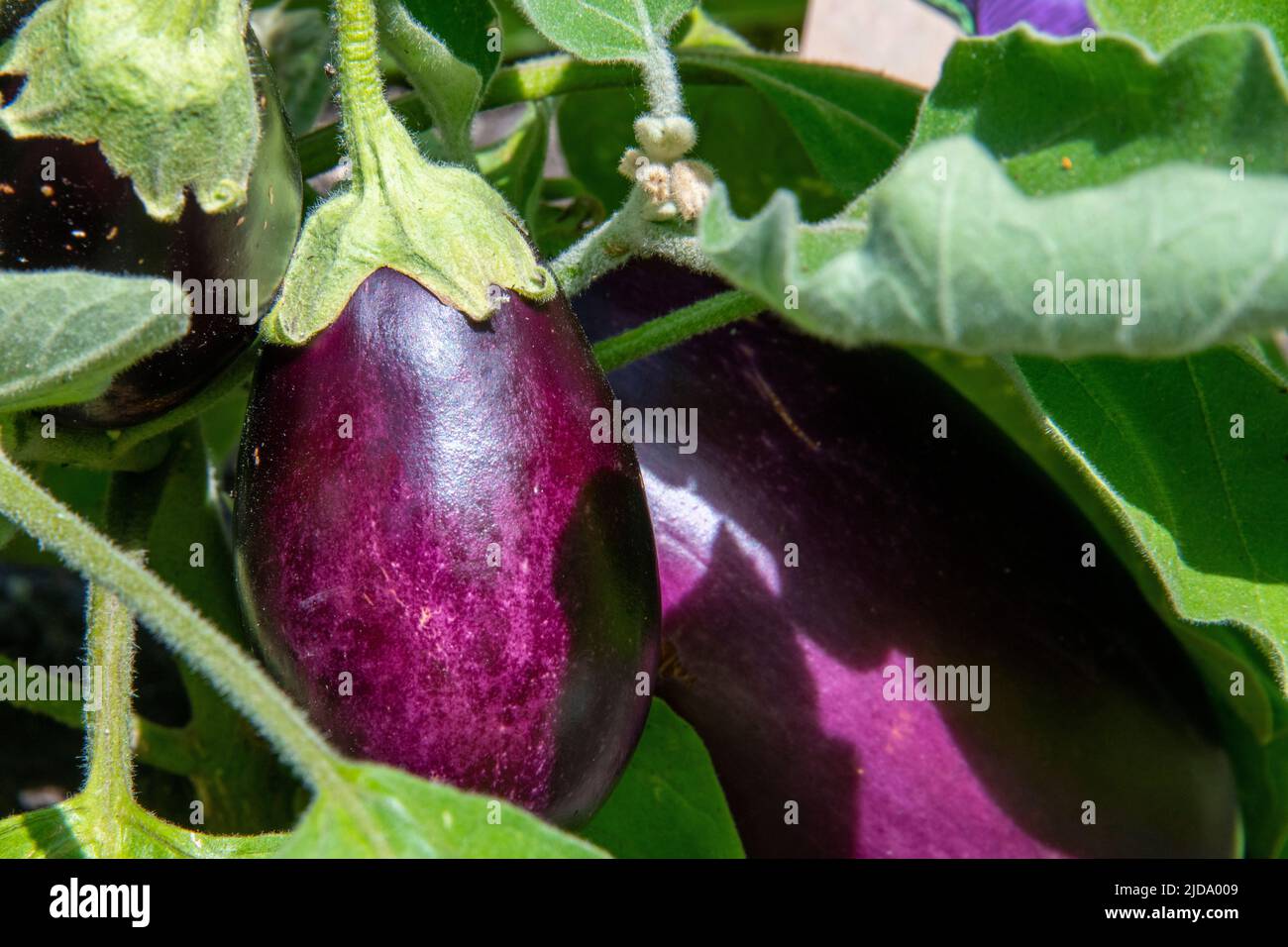 Still life with magenta color hi-res stock photography and images - Alamy