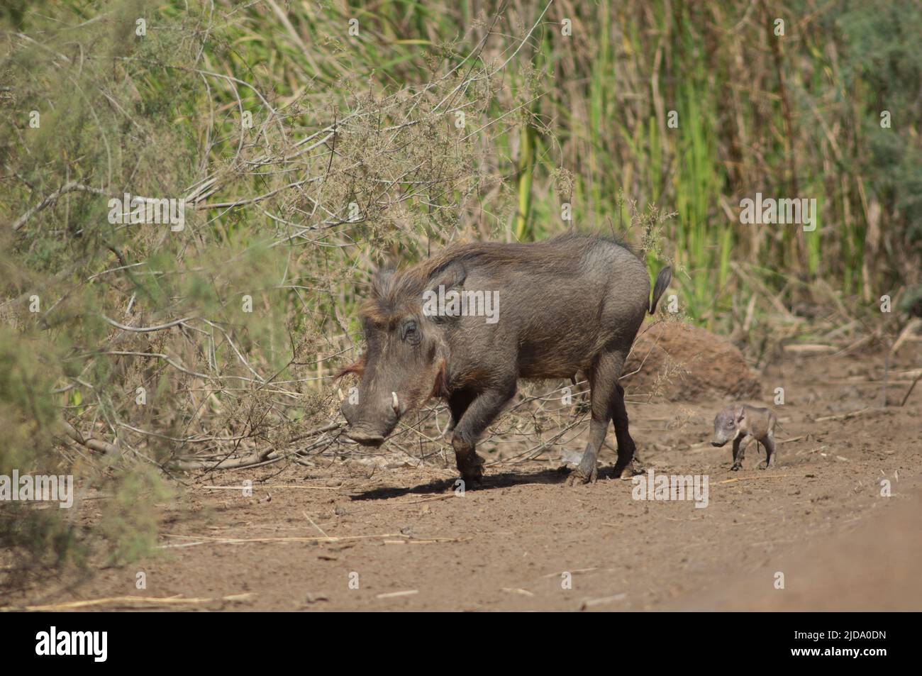 Nolan warthogs Phacochoerus africanus africanus. Female with a young ...
