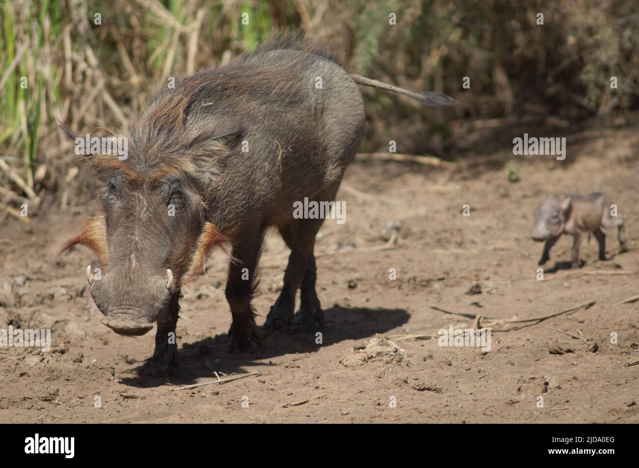 Nolan warthogs Phacochoerus africanus africanus. Female with a young ...