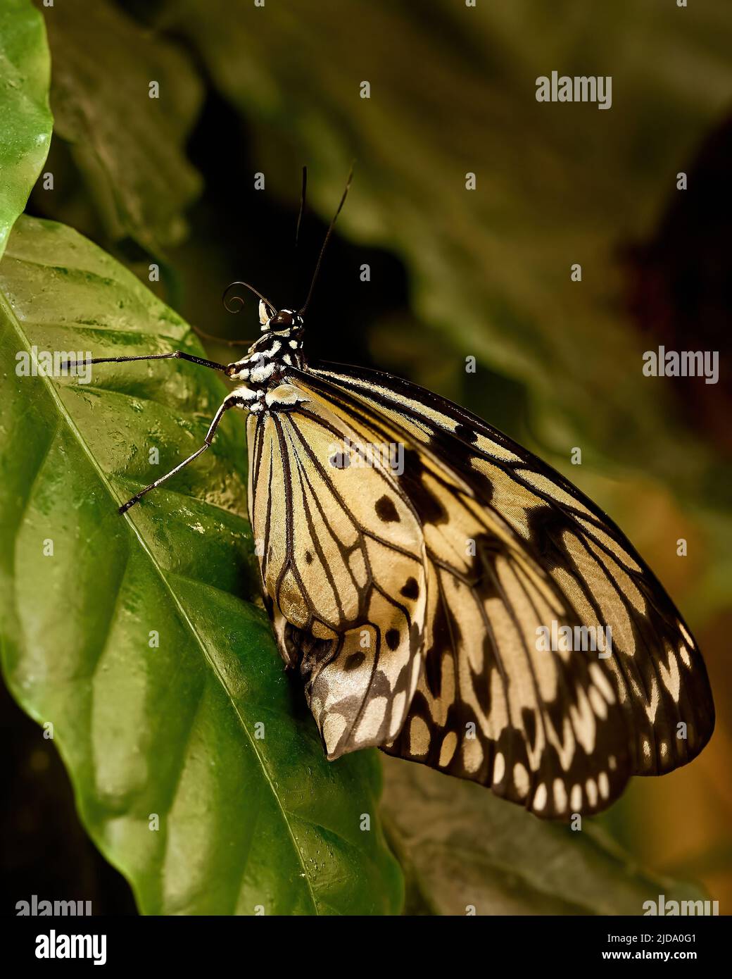 Edible Butterfly in its own environment. High quality photo Stock Photo ...