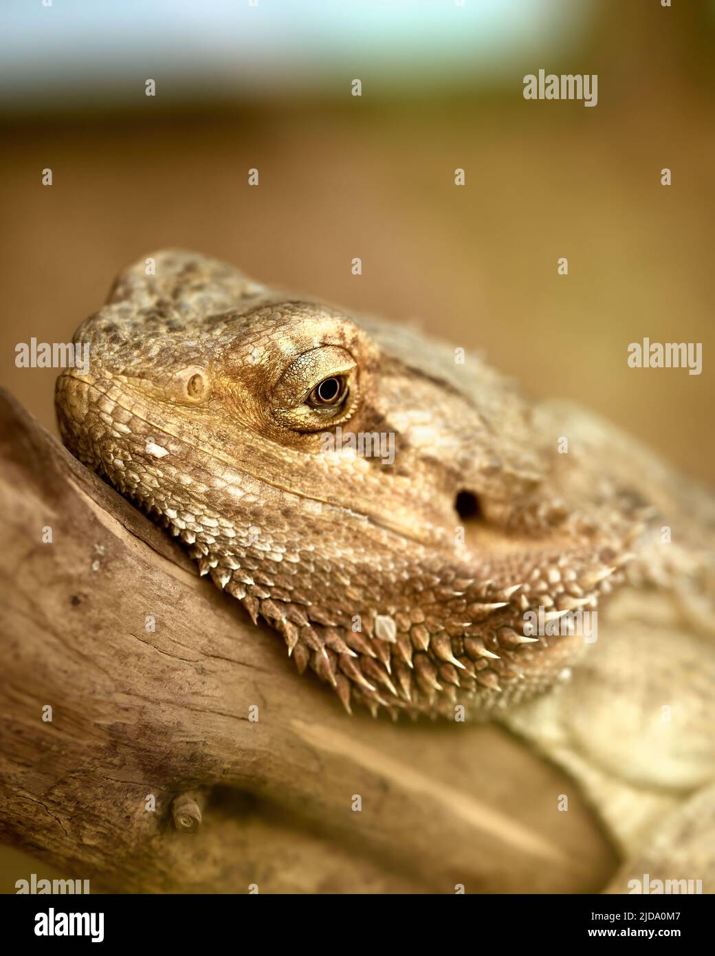Australian bearded dragon hi-res stock photography and images - Alamy