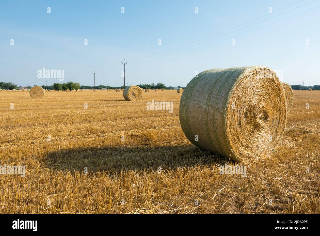 A field of maize with some hay bales pictured in northern Italy in late ...