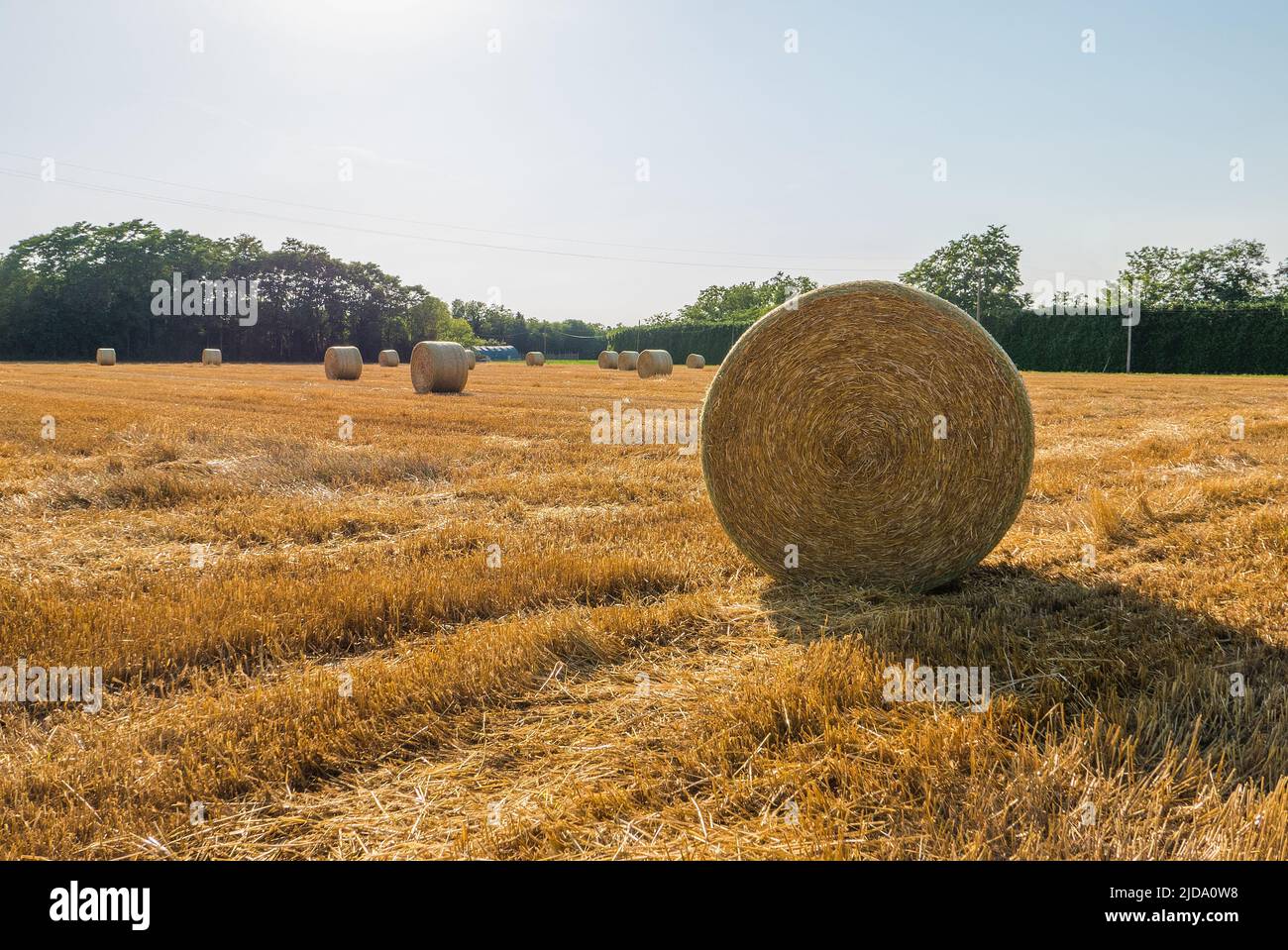 A field of maize with some hay bales pictured in northern Italy in late ...