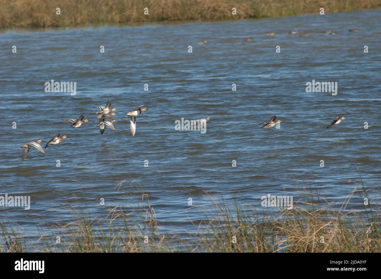 Garganey duck flying hi-res stock photography and images - Alamy