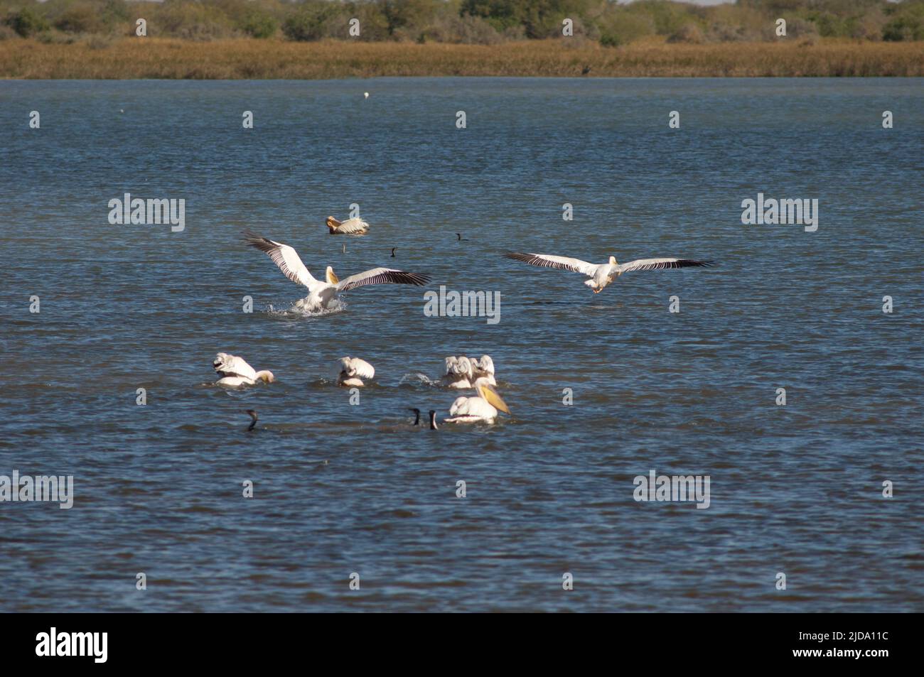 Great white pelicans Pelecanus onocrotalus taking flight. Oiseaux du ...