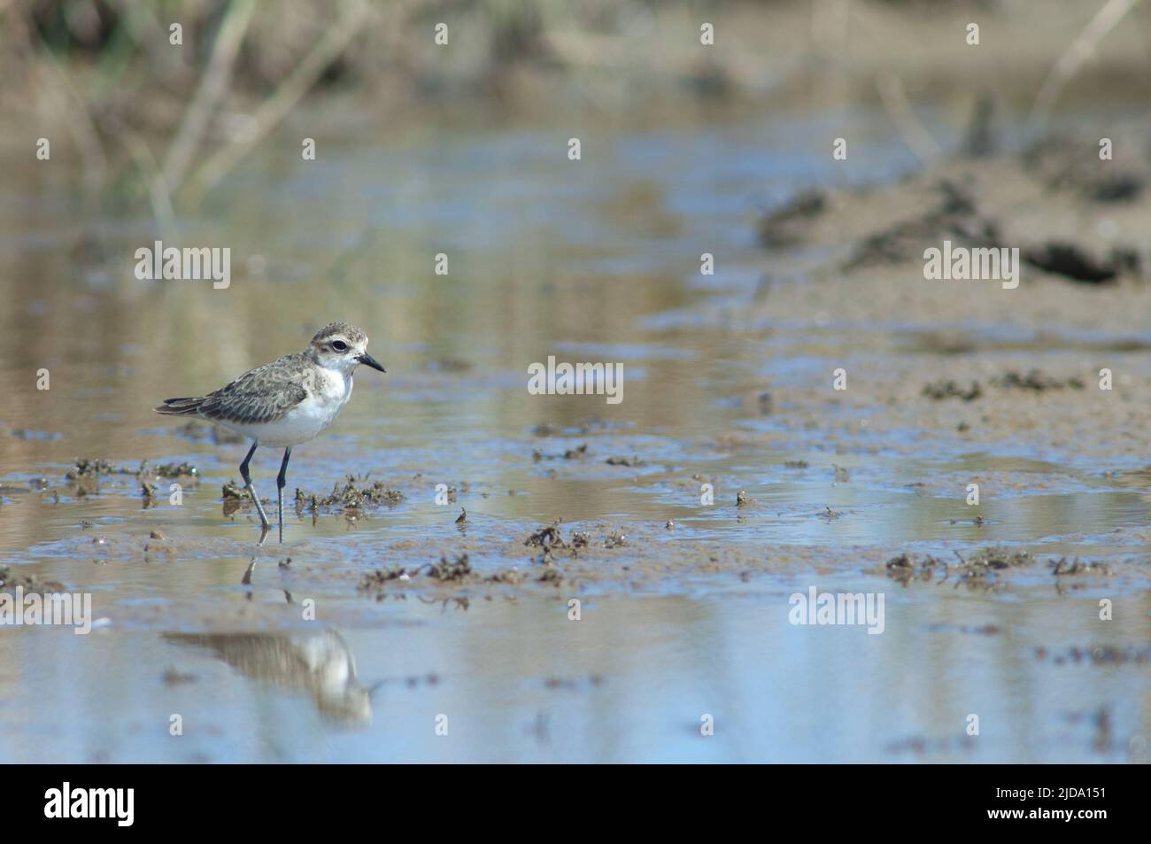 Immature Kittlitz's plover Charadrius pecuarius. Oiseaux du Djoudj ...