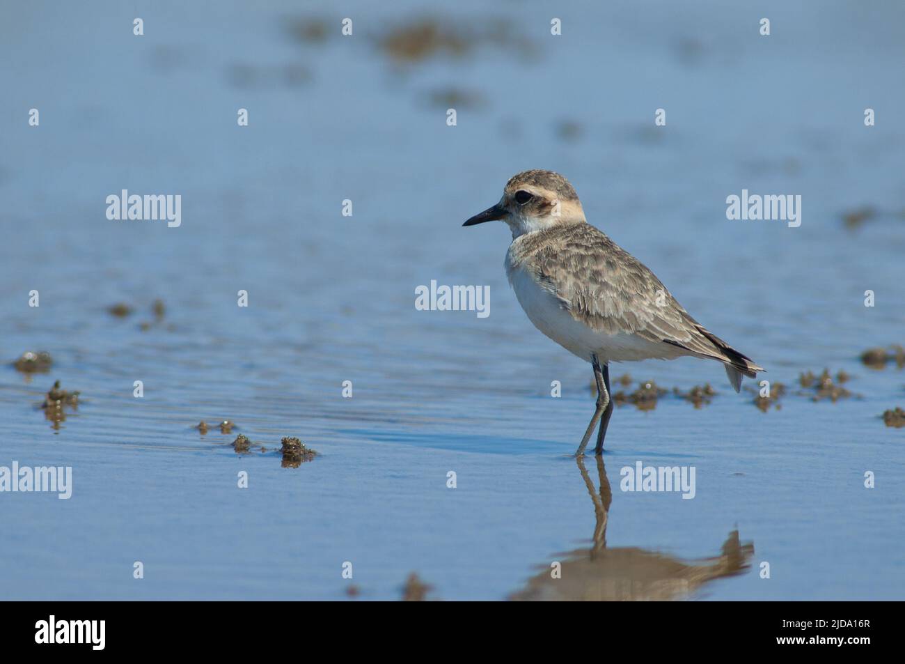 Immature Kittlitz's plover Charadrius pecuarius. Oiseaux du Djoudj ...
