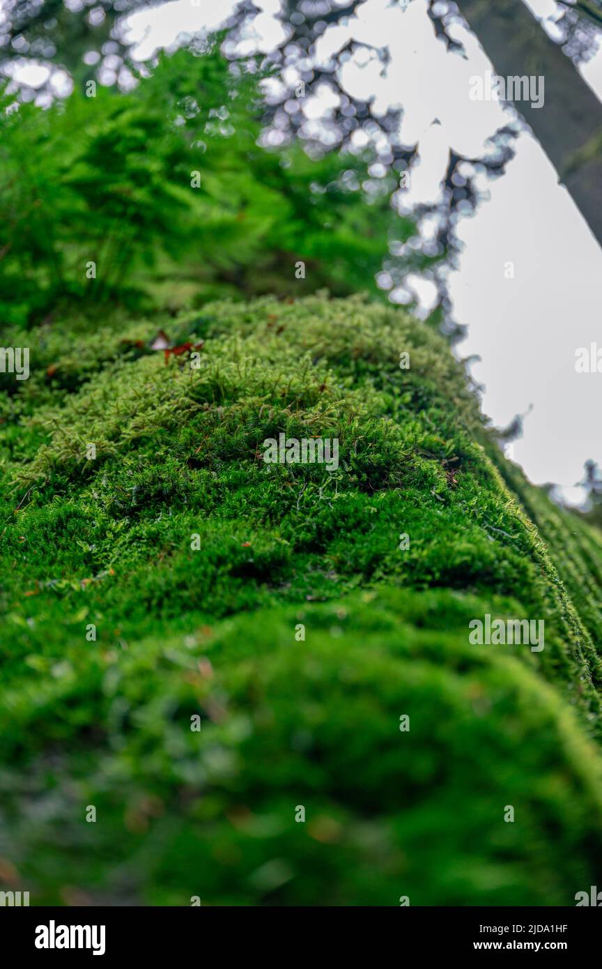 Moodyforest hi-res stock photography and images - Alamy
