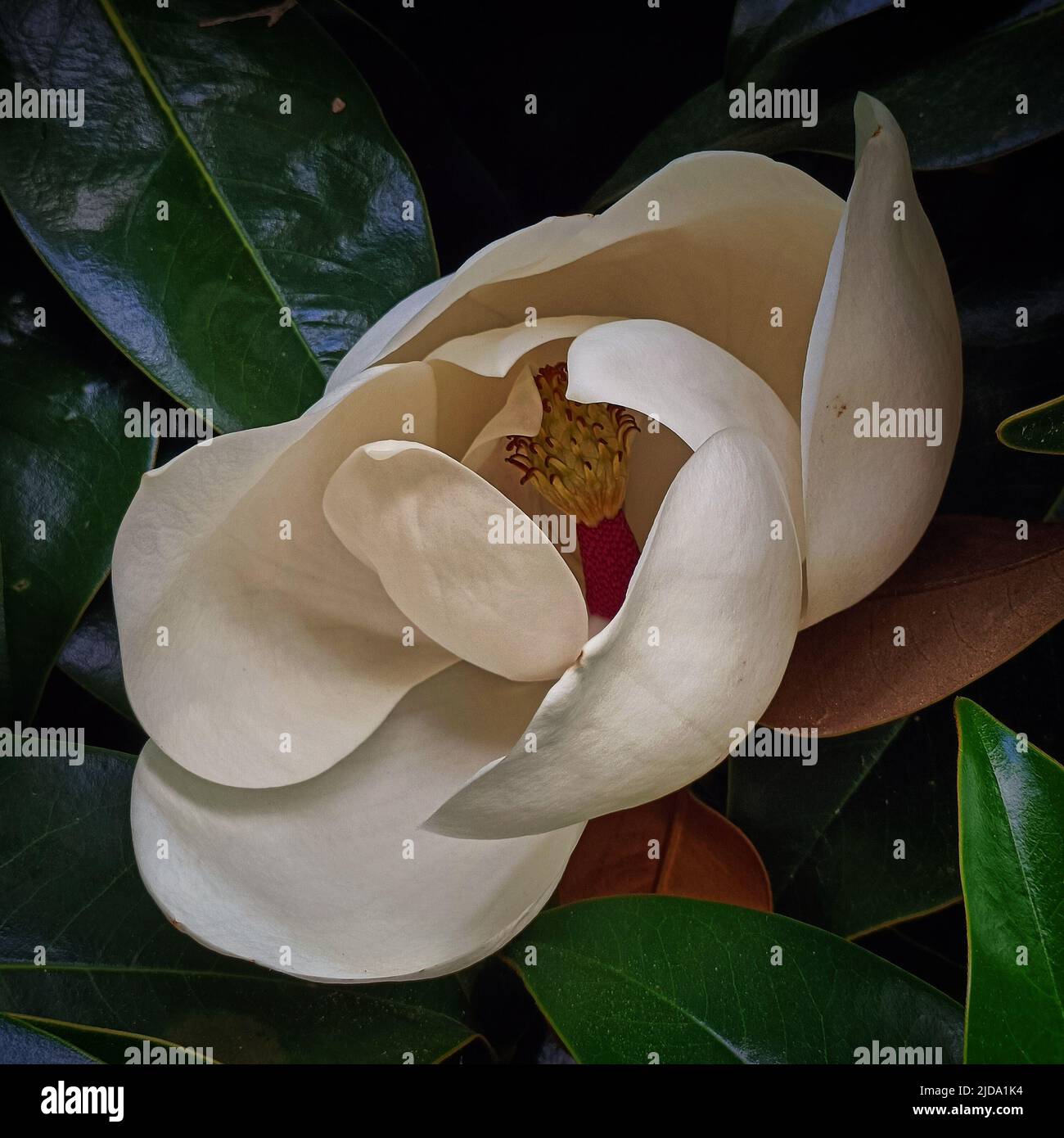 Magnolia blooming. White color flower, green leaves. Macro Photo Stock ...