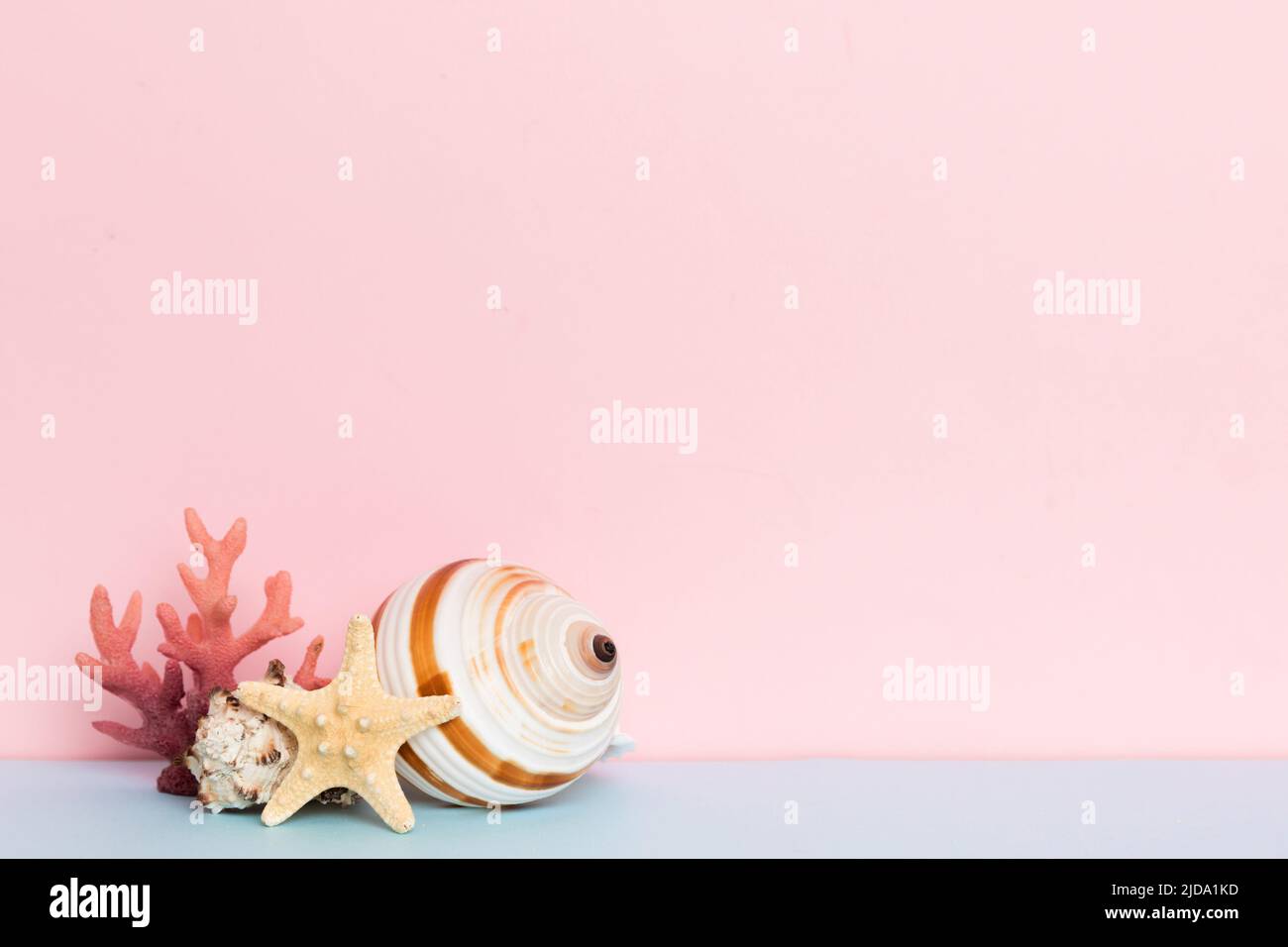 Beach seashells on colored background. Mock up with copy space Stock ...