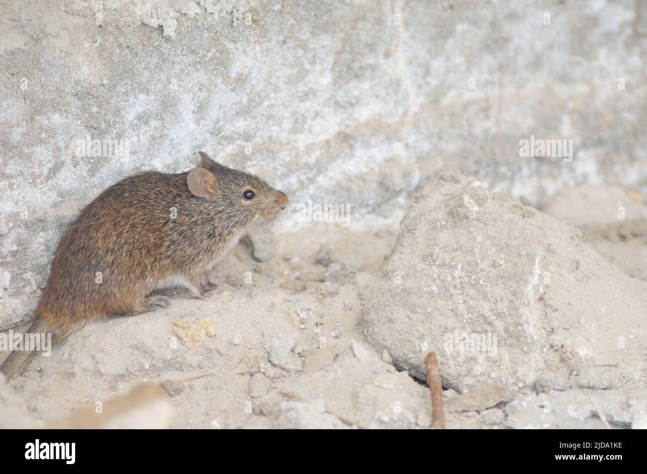 African grass rat Arvicanthis niloticus solatus. Saint-Louis. Senegal ...