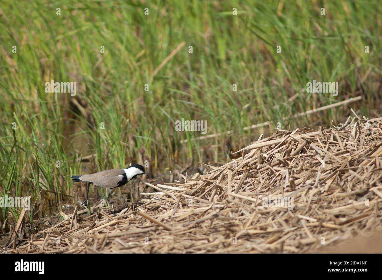 Spur-winged lapwing Vanellus spinosus in the Oiseaux du Djoudj National ...