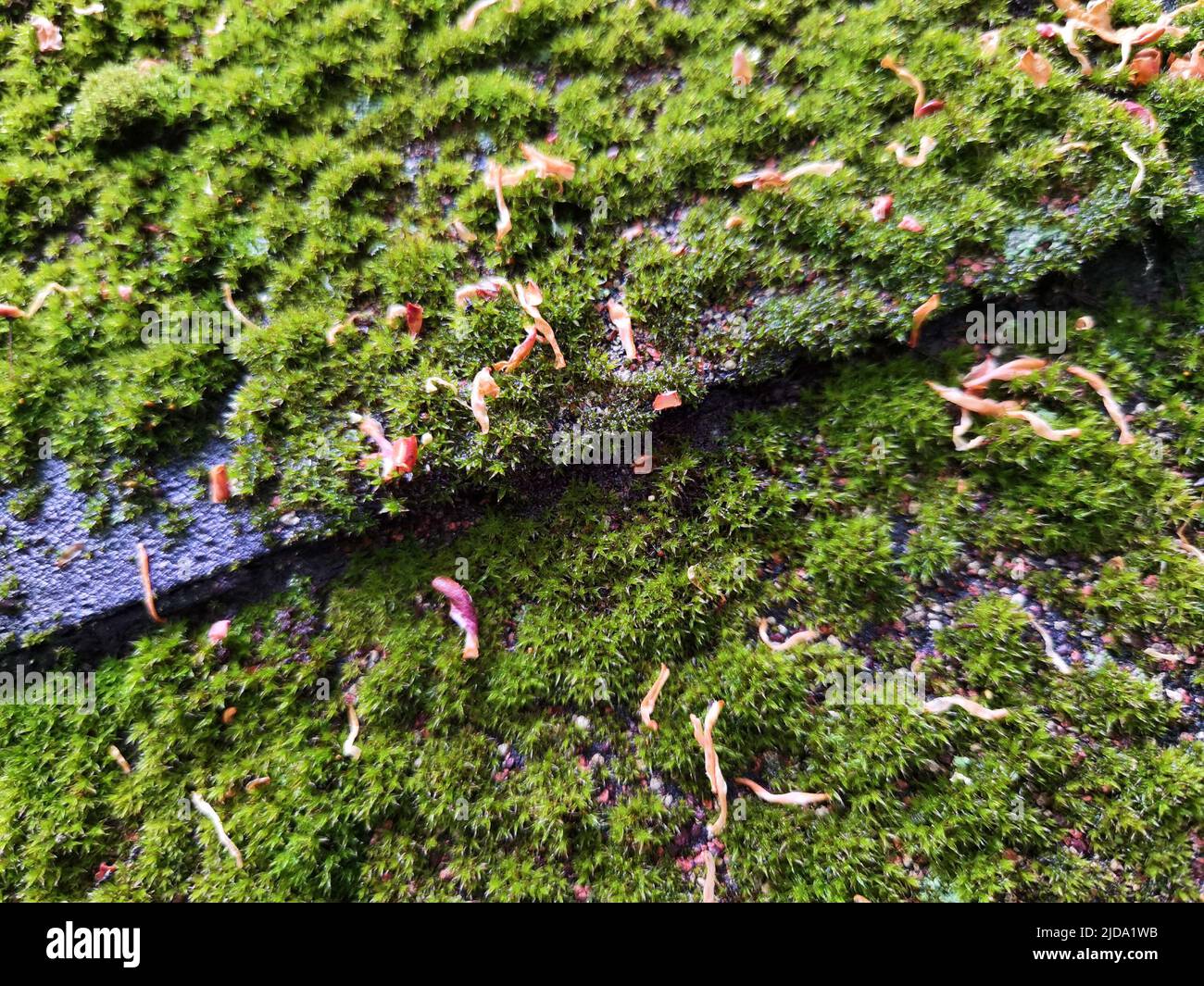 Green moss. Selective focus macro shot with shallow DOF Stock Photo - Alamy