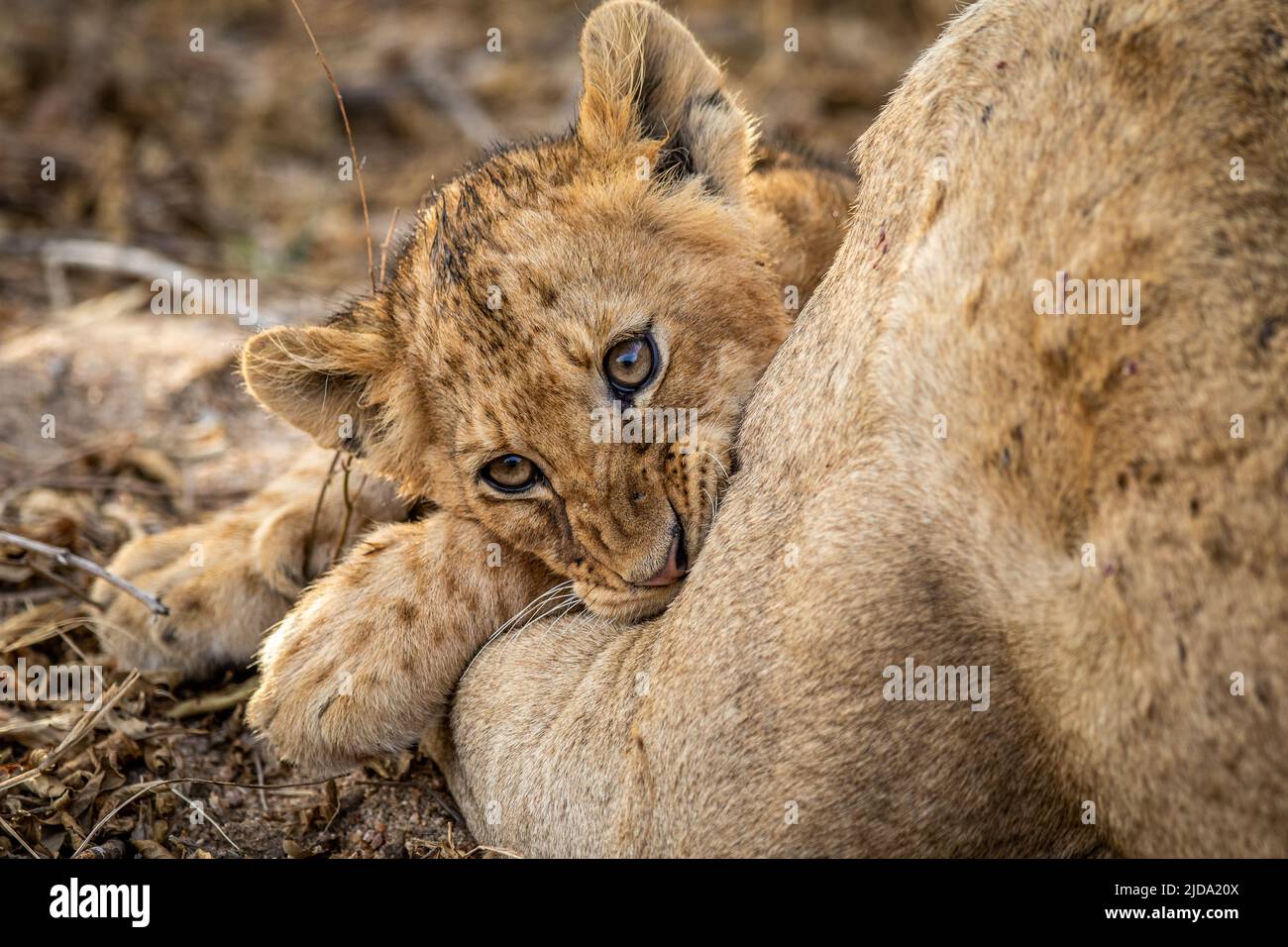 Lion cub cuddling with his mother in the Kruger National Park, South ...