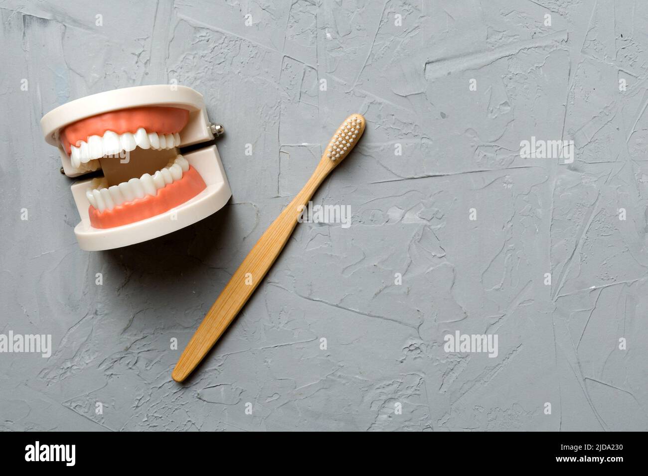 Closeup model of a human jaw with white teeth and Toothbrush. Dentistry ...