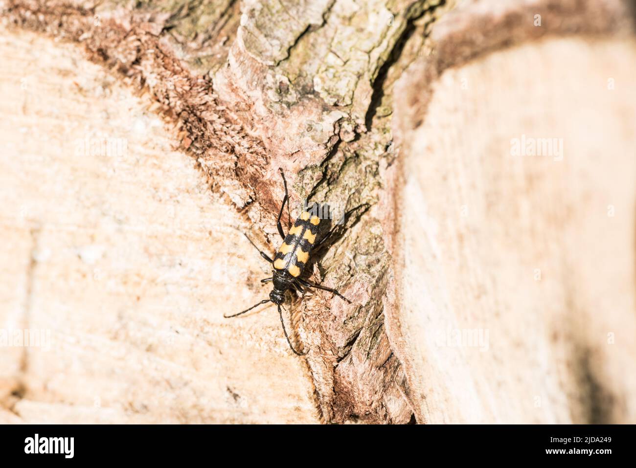 Four-lined Longhorn Beetle (Leptura quadrifasciata Stock Photo - Alamy