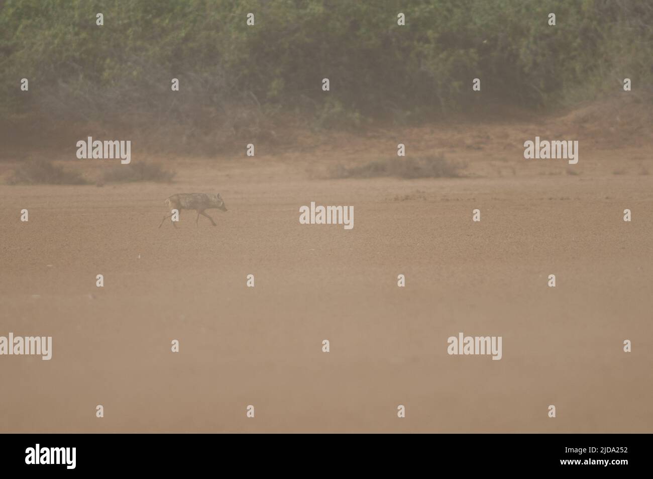 African golden wolf Canis lupaster. Oiseaux du Djoudj National Park ...