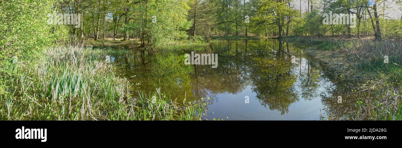 Mare Epinay in the forest of Roumare, Canteleu, Val-de-la-Haye, Seine ...