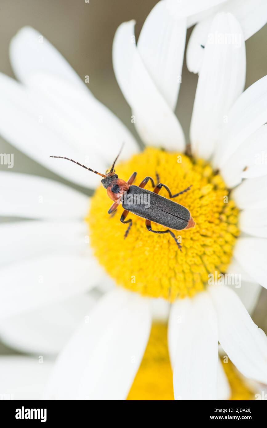 Foraging Soldier Beetle (Cantharis rustica Stock Photo - Alamy