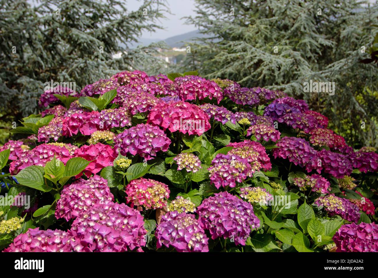 Tetramerous hi-res stock photography and images - Alamy