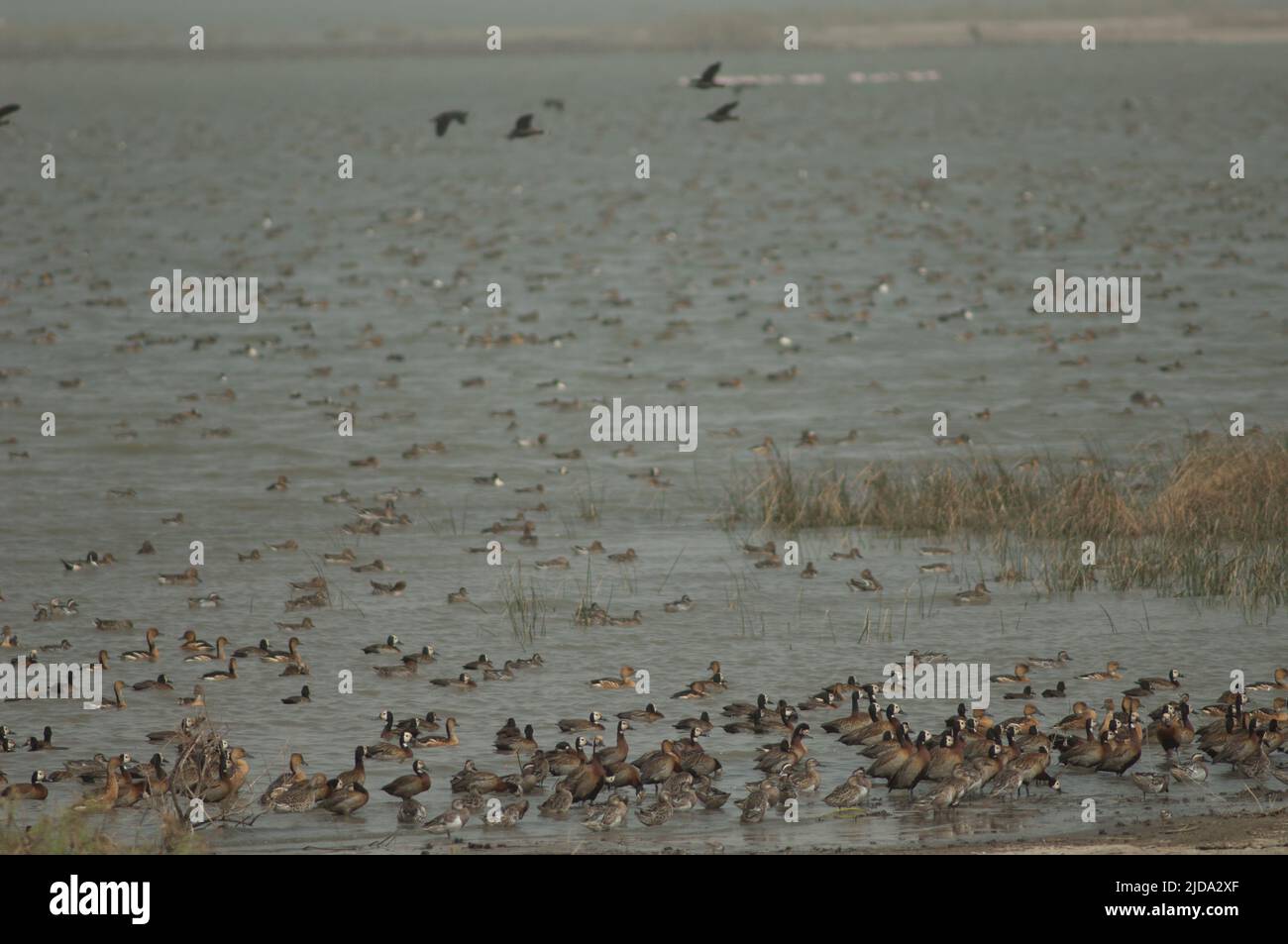 Flock of white-faced whistling ducks, fulvous whistling ducks and ...