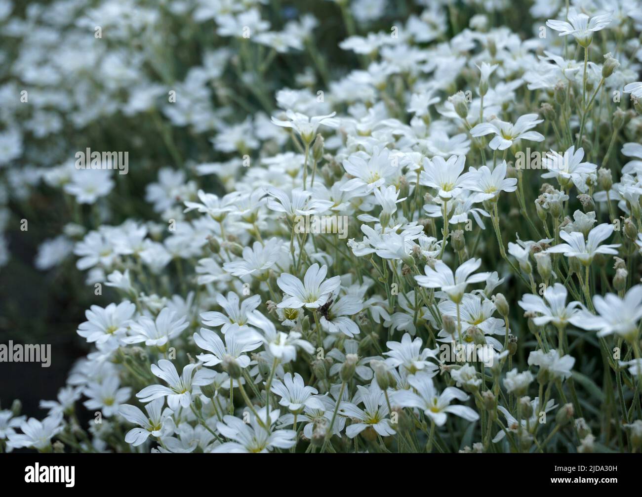 Family caryophyllaceae hi-res stock photography and images - Alamy