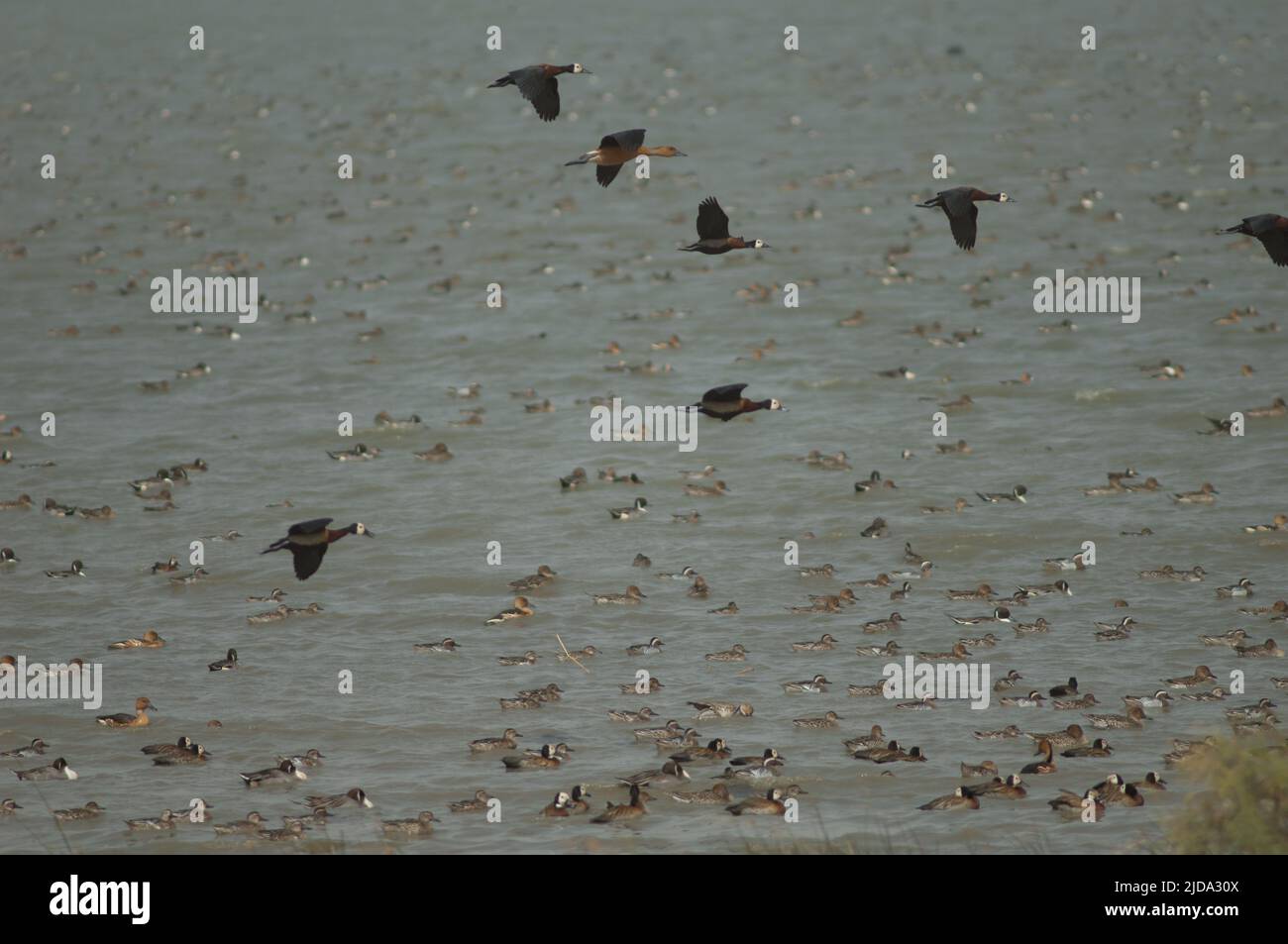 Flock of white-faced whistling ducks, fulvous whistling ducks, northern ...