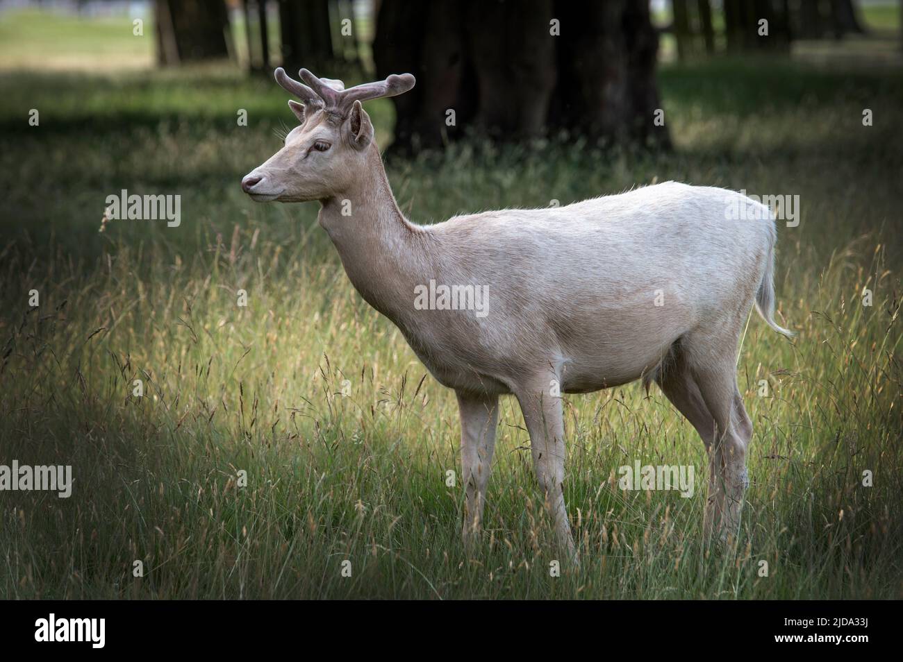 White fallow deer with his antlers starting to grow Stock Photo - Alamy