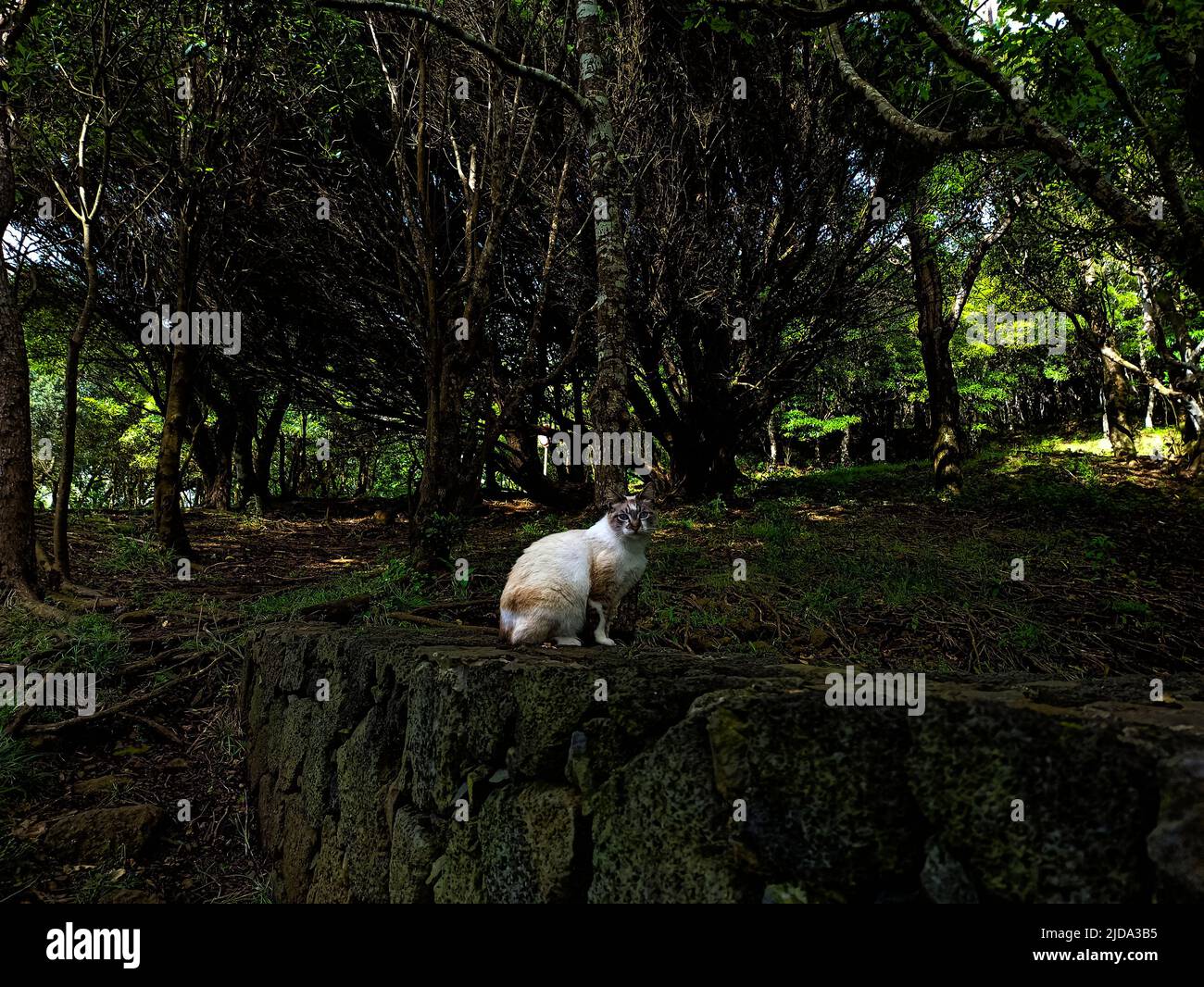 A beautiful cat in the forest in the Azores, which obviously used to be ...