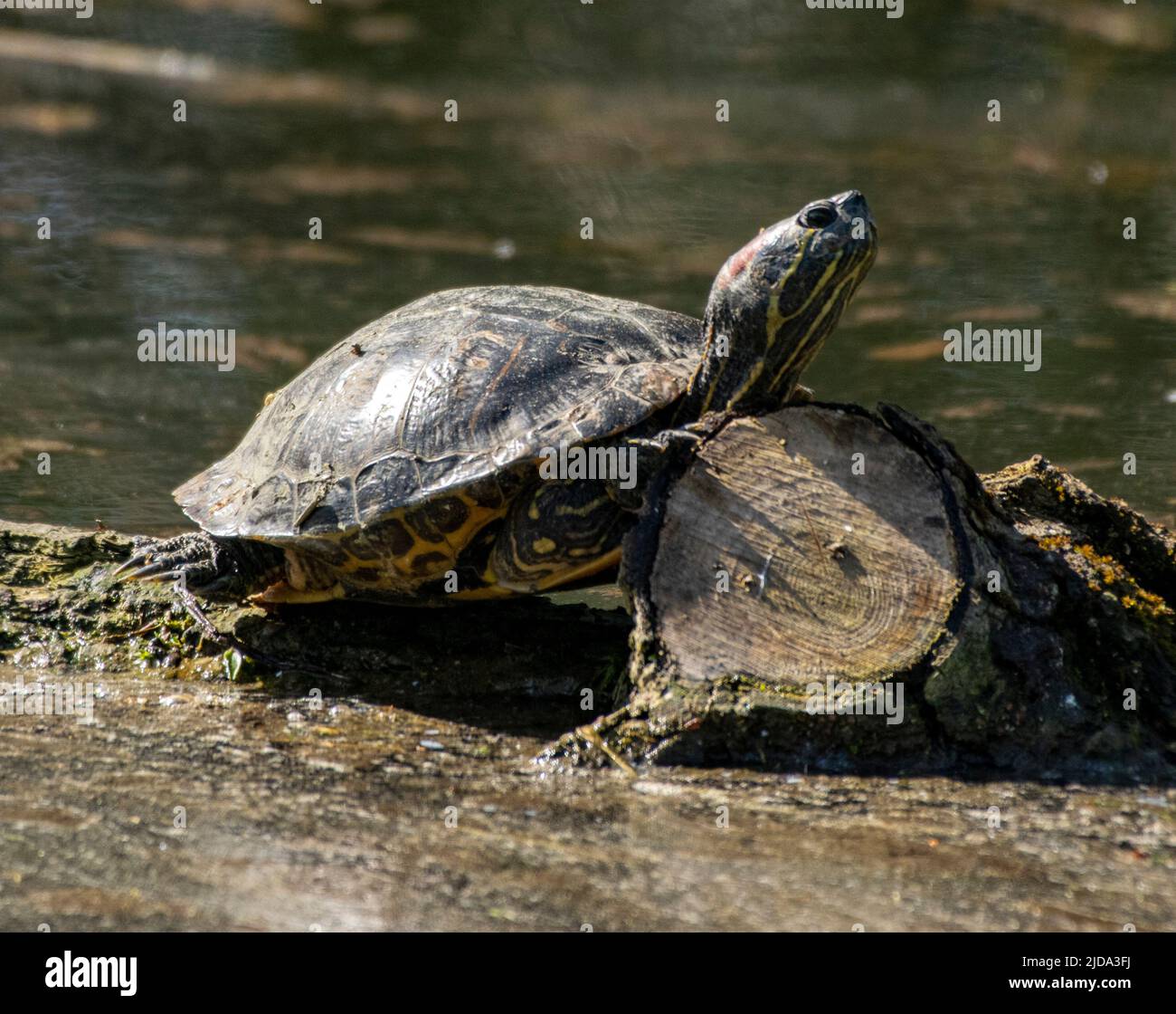 Terrapin- abandoned Teenage Mutant Ninja Turtle Stock Photo - Alamy