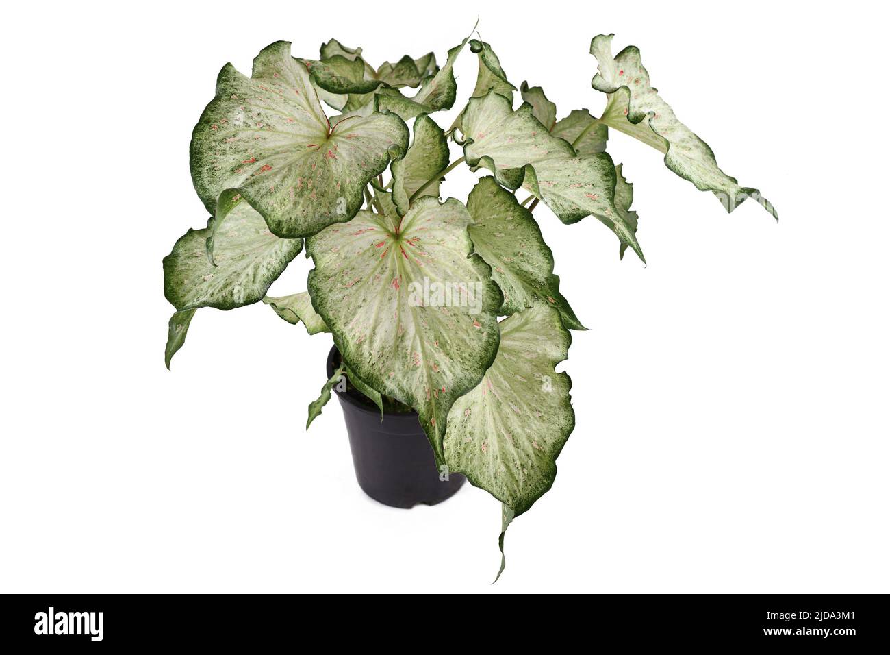 Tropical 'Caladium Candyland' houseplant with beautiful white and green ...